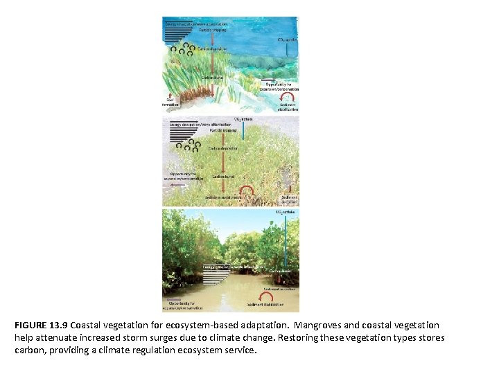 CH 13 Ecosystem Services FIGURE 13 1 Warming