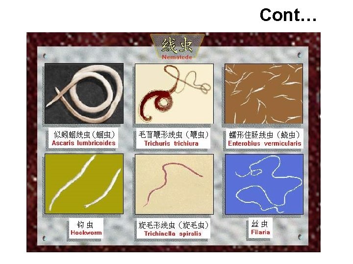 UNIT THREE HELMINTHS Learning objective At the end