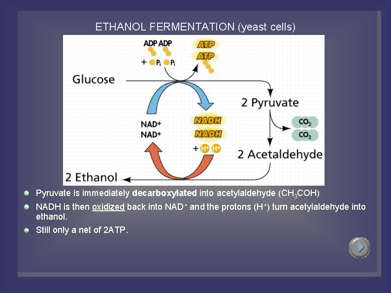 ANAEROBIC PATHWAYS NAD is in limited supply so
