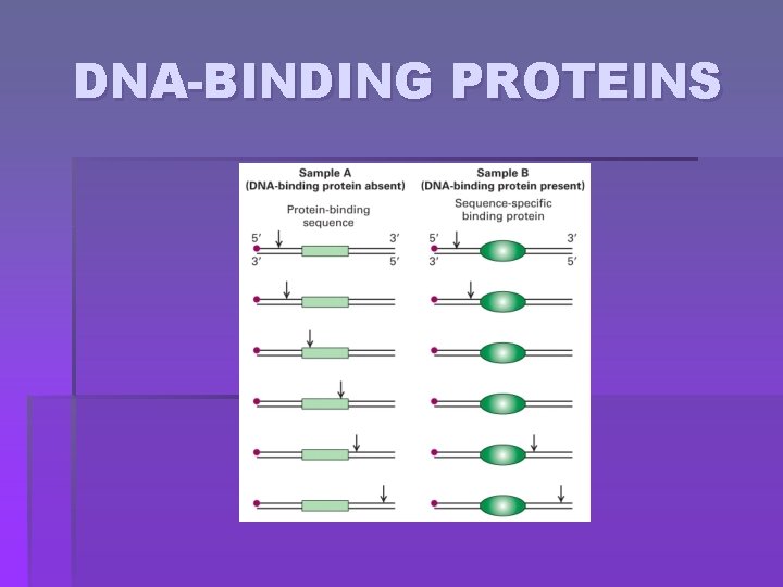 CH 11 Transcriptional Control of Gene Expression Jennifer