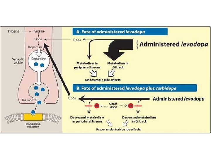 Antiparkinsonism Drugs Course Coordinator Jamaluddin Shaikh Ph D