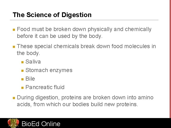 Digestion The Science of Food Activity 6 Photo