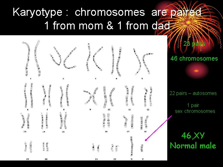 Karyotypes Several methods help map human chromosomes A