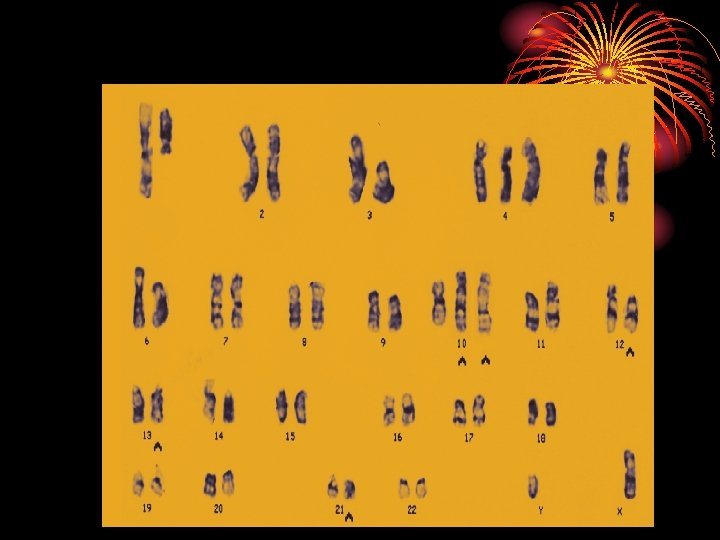 Karyotypes Several methods help map human chromosomes A