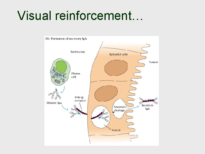 FIRST HALF OF TODAYS CLASS THE IMMUNOGLOBULINS A