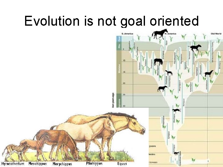 The Origin of Species The mystery of mysteries