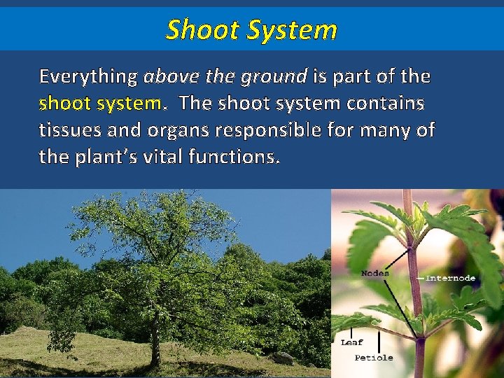 Leavingbio net Plant System Interactions The root system