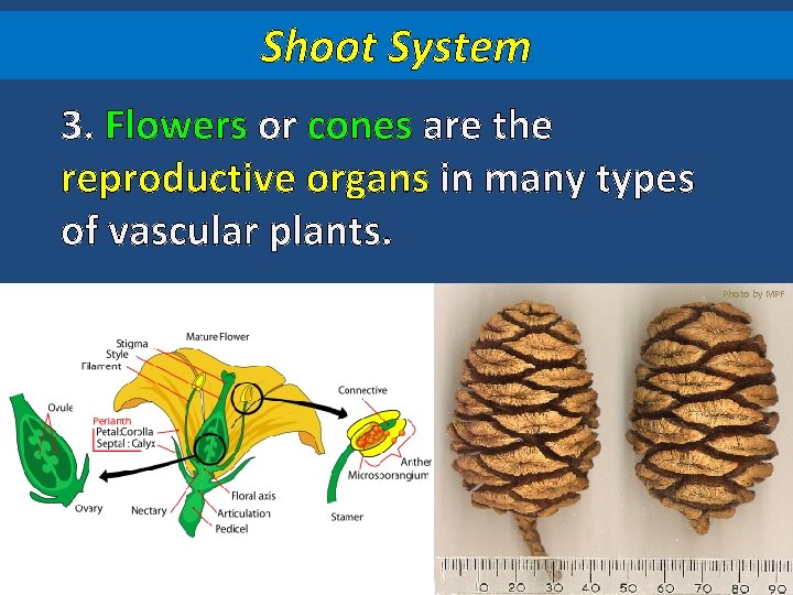 Leavingbio net Plant System Interactions The root system