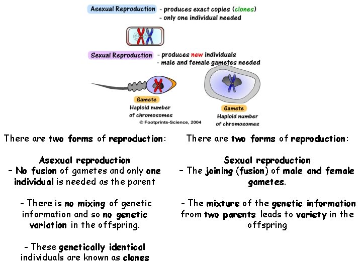 The genetic information that results in plants and