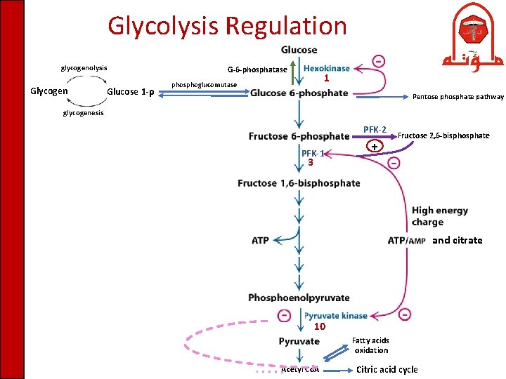 Glycolysis II Dr Nesrin Mwafi Biochemistry Molecular Biology