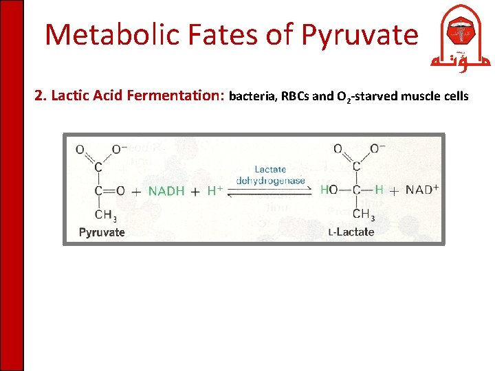 Glycolysis II Dr Nesrin Mwafi Biochemistry Molecular Biology