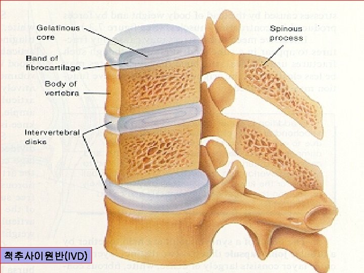 Articular system Arthrology Syndesmology 1 vertebrocostal joint ...