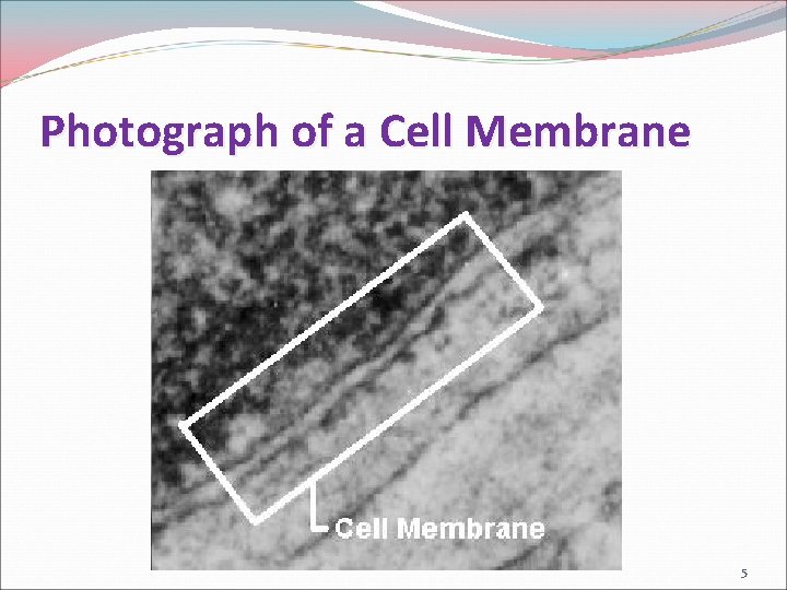 Chp 7 3 Cells and their Environments Bio