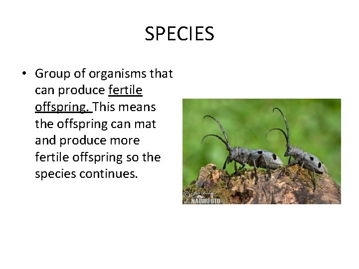 Ecosystems Biotic vs Abiotic Factors Bioticliving plants worms