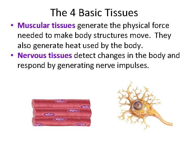 The 4 Basic Tissues Of all the cells