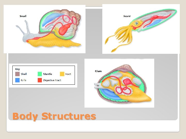 Mollusks Chapter 10 Section 1 Clams oysters scallops