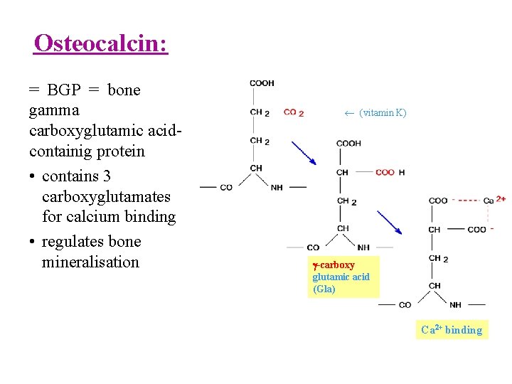 Metabolism of calcium and phosphates Regulation of bone