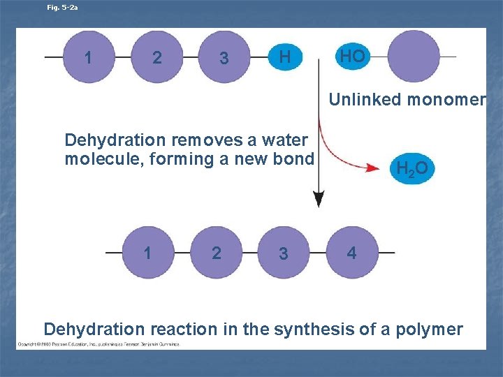 The Structure and Function of Large Biological Molecules