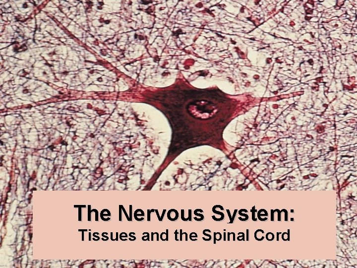 The Nervous System Tissues and the Spinal Cord