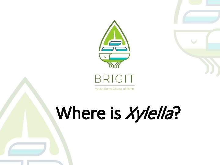 What is Xylella Xylella fastidiosa Plant bacterium which