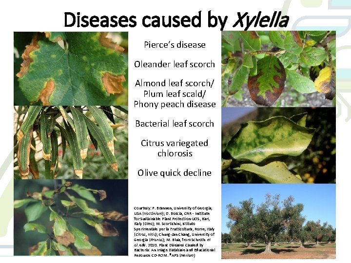 What is Xylella Xylella fastidiosa Plant bacterium which