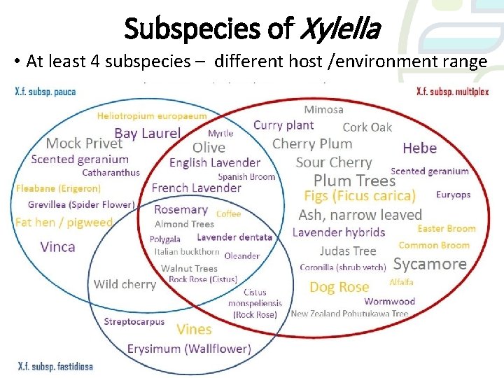 What is Xylella Xylella fastidiosa Plant bacterium which