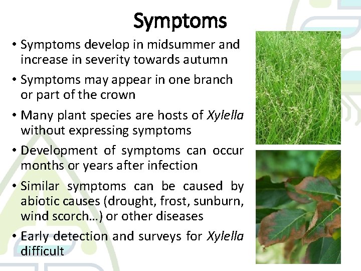 What is Xylella Xylella fastidiosa Plant bacterium which