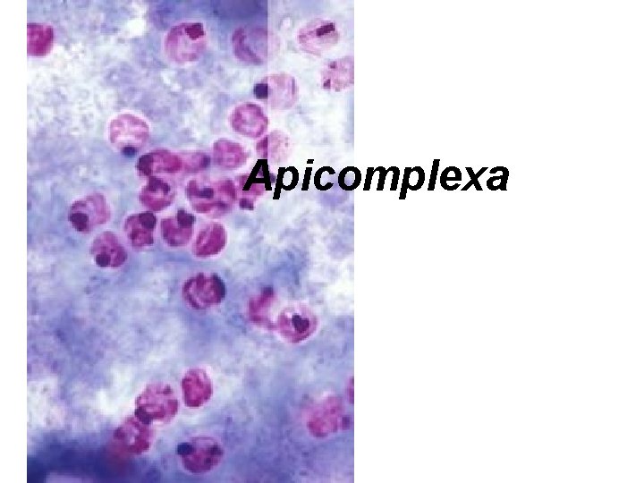 Apicomplexa APICOMPLEXA Gli Apicomplexa includono alcune migliaia di