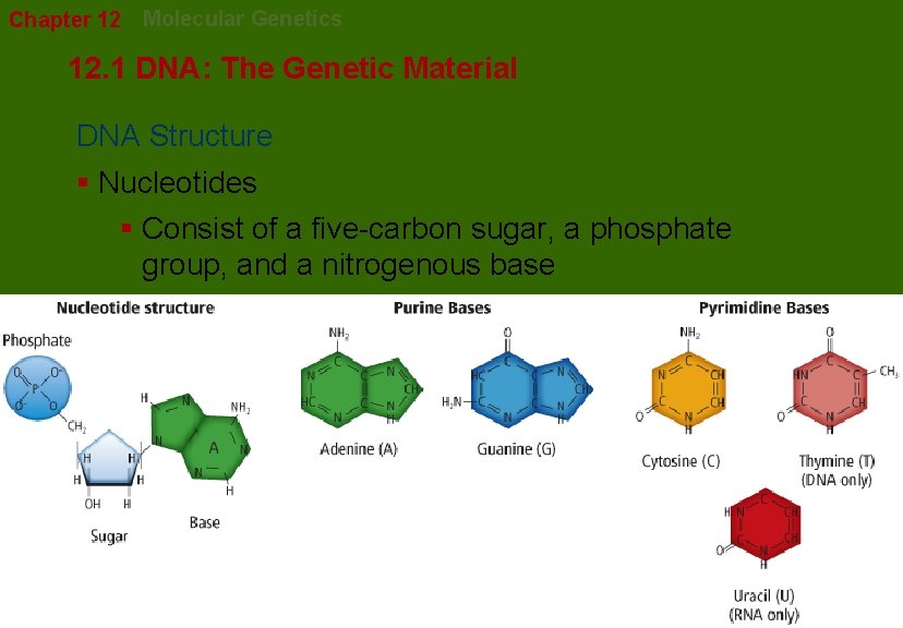 Chapter 12 Molecular Genetics 12 1 DNA The