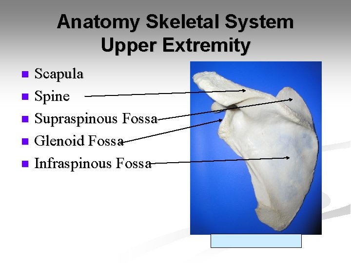 AnatomySkeletal System Appendicular Skeleton Review Anatomy Skeletal System