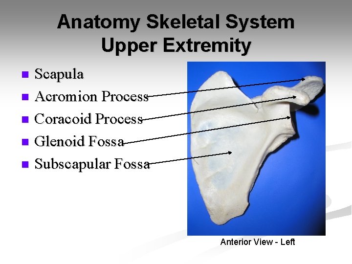 AnatomySkeletal System Appendicular Skeleton Review Anatomy Skeletal System