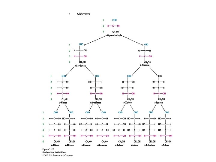 Chapter 7 Chem 341 Suroviec Fall 2016 Carbohydrates