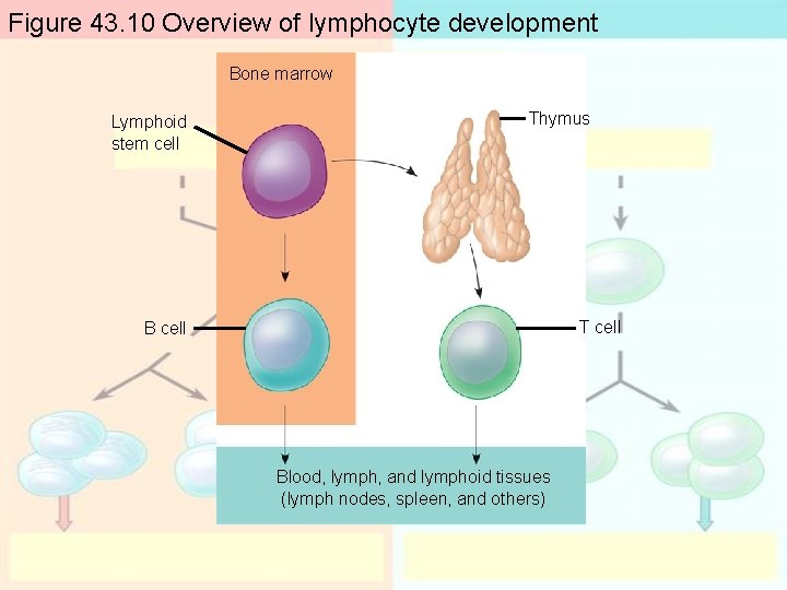 Chapter 43 The Immune System 1 What is