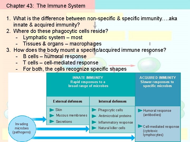Chapter 43 The Immune System 1 What is