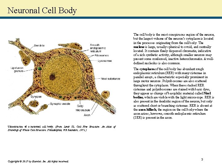 Chapter 9 Nervous Tissue Textbook of Histology 4
