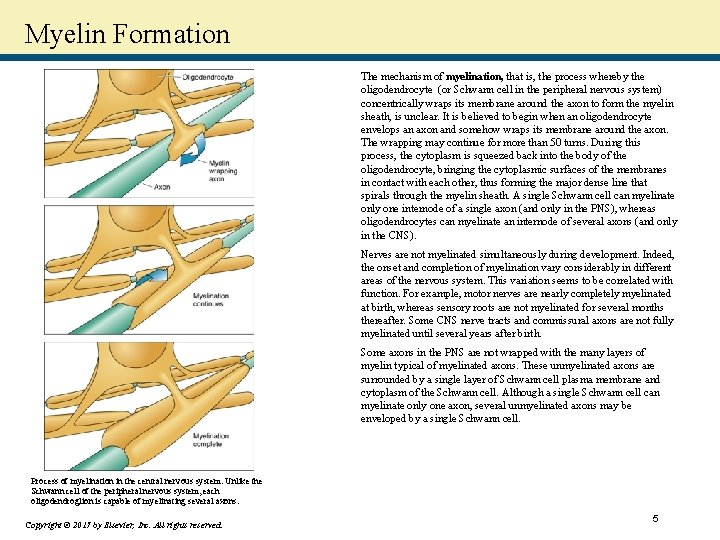 Chapter 9 Nervous Tissue Textbook of Histology 4