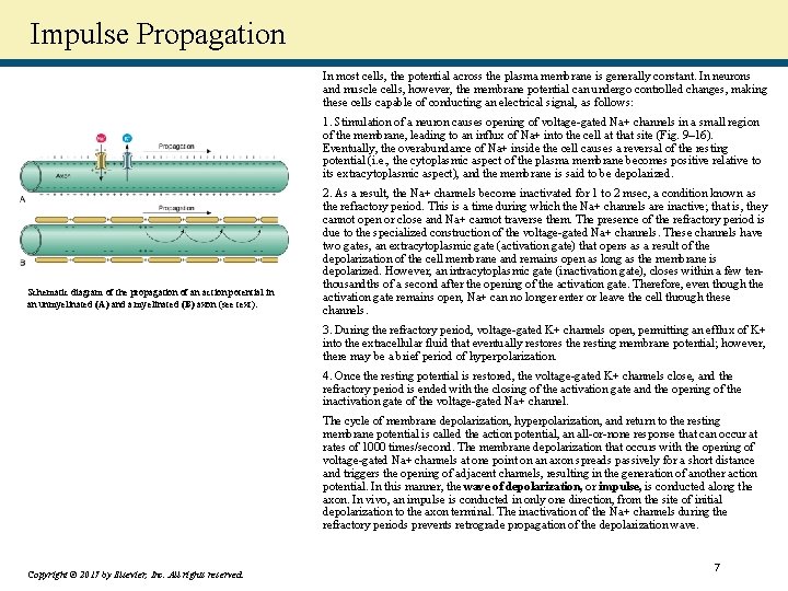 Chapter 9 Nervous Tissue Textbook of Histology 4