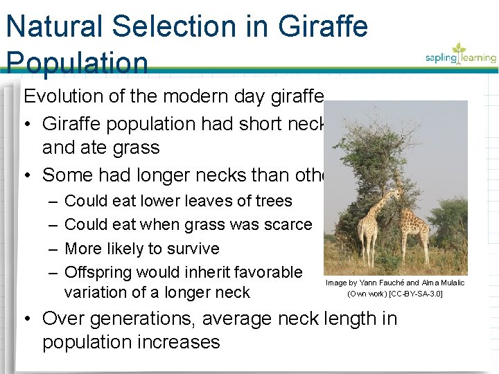 Natural Selection in Biology 7C Populations Natural Selection