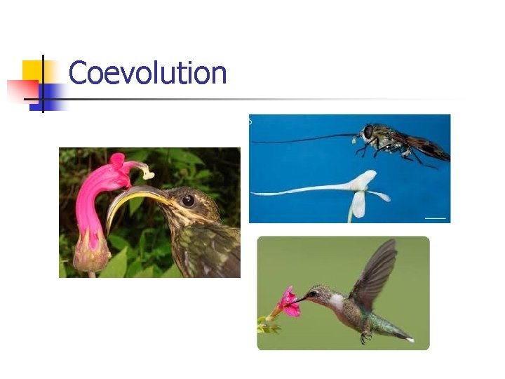 Examples of Evolution How does evolution occur Natural