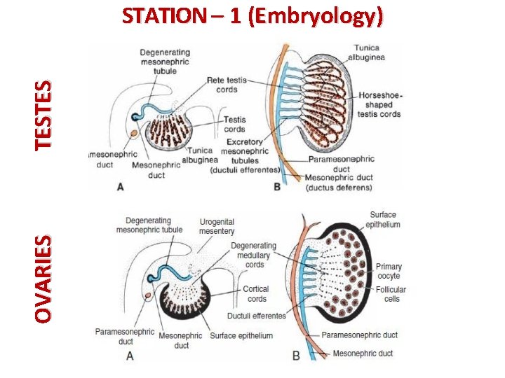 DEMO IV Embryology of Reproductive System Perineum and