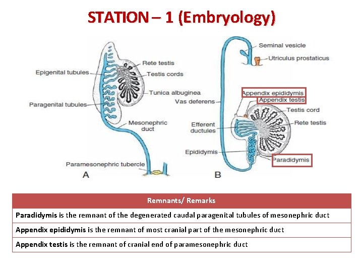 DEMO IV Embryology of Reproductive System Perineum and