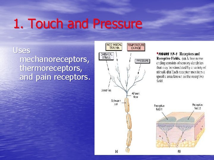 I Function Receptors sense changes environments II Types