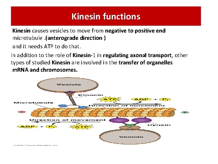The role of microtubules in intracellular transport variety