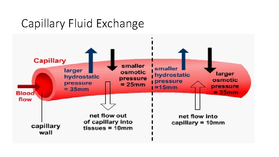 Student Presentations Block 4 Learning Intentions Describe capillarytissue