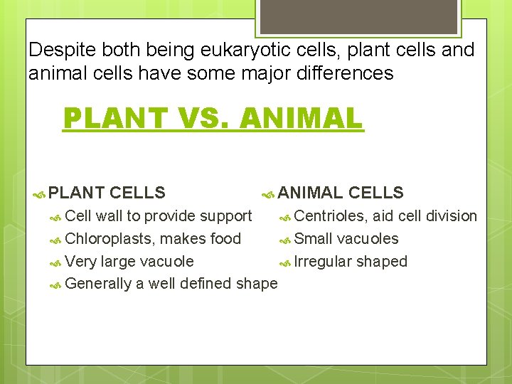 Plants VS Animals Despite both being eukaryotic cells