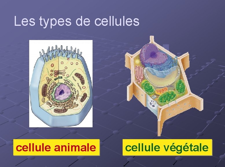Les cellules Les types de cellules cellule animale
