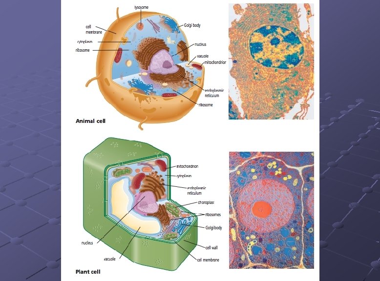 Les cellules Les types de cellules cellule animale
