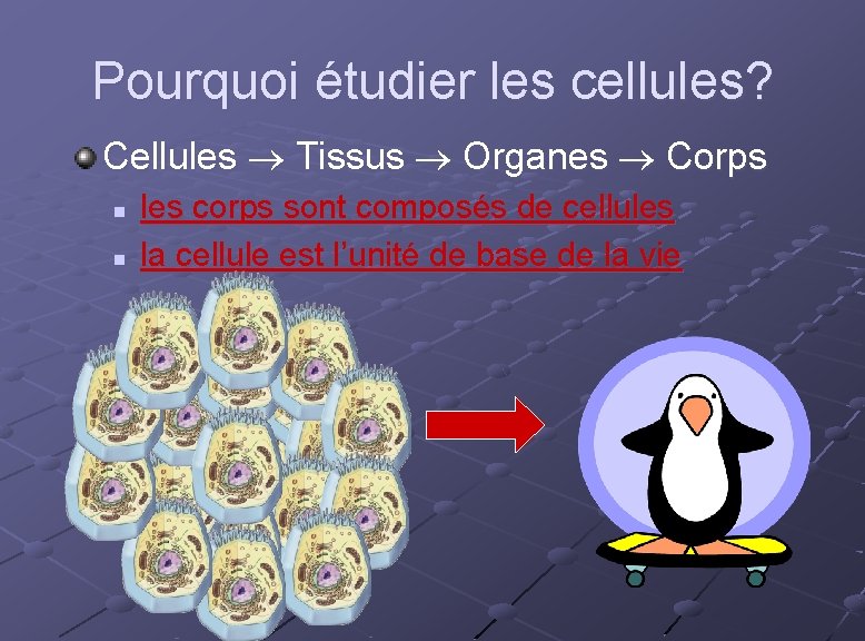 Les cellules Les types de cellules cellule animale