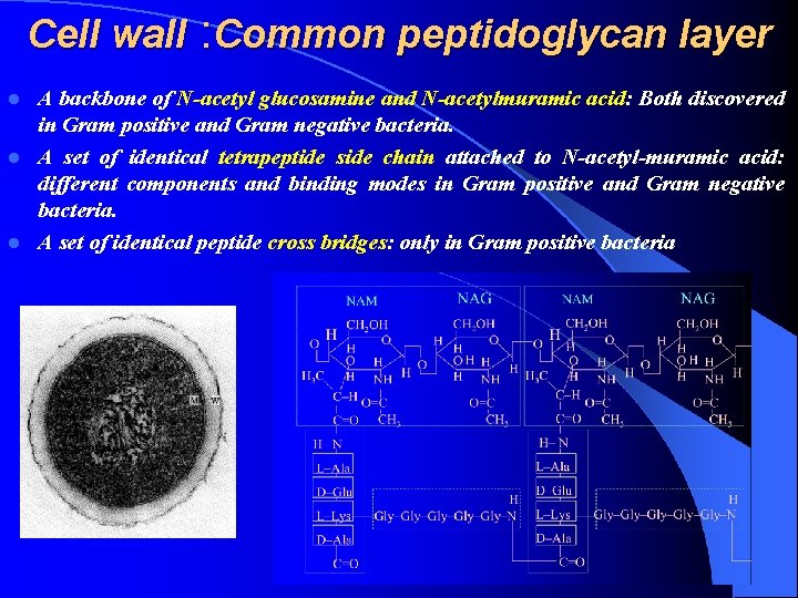 Bacterial Morphology and Structure M P KUSUMA SIZE