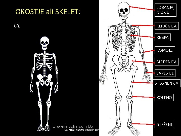 KAKO DELUJE LOVEKO TELO Zakaj lahko hodimo O